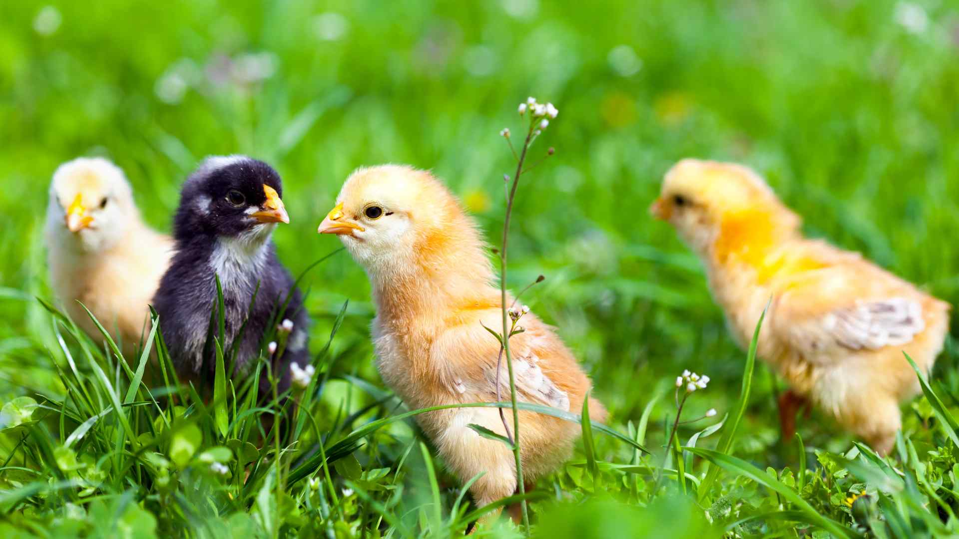 300 Animal Group Names - Collective Nouns for Wildlife