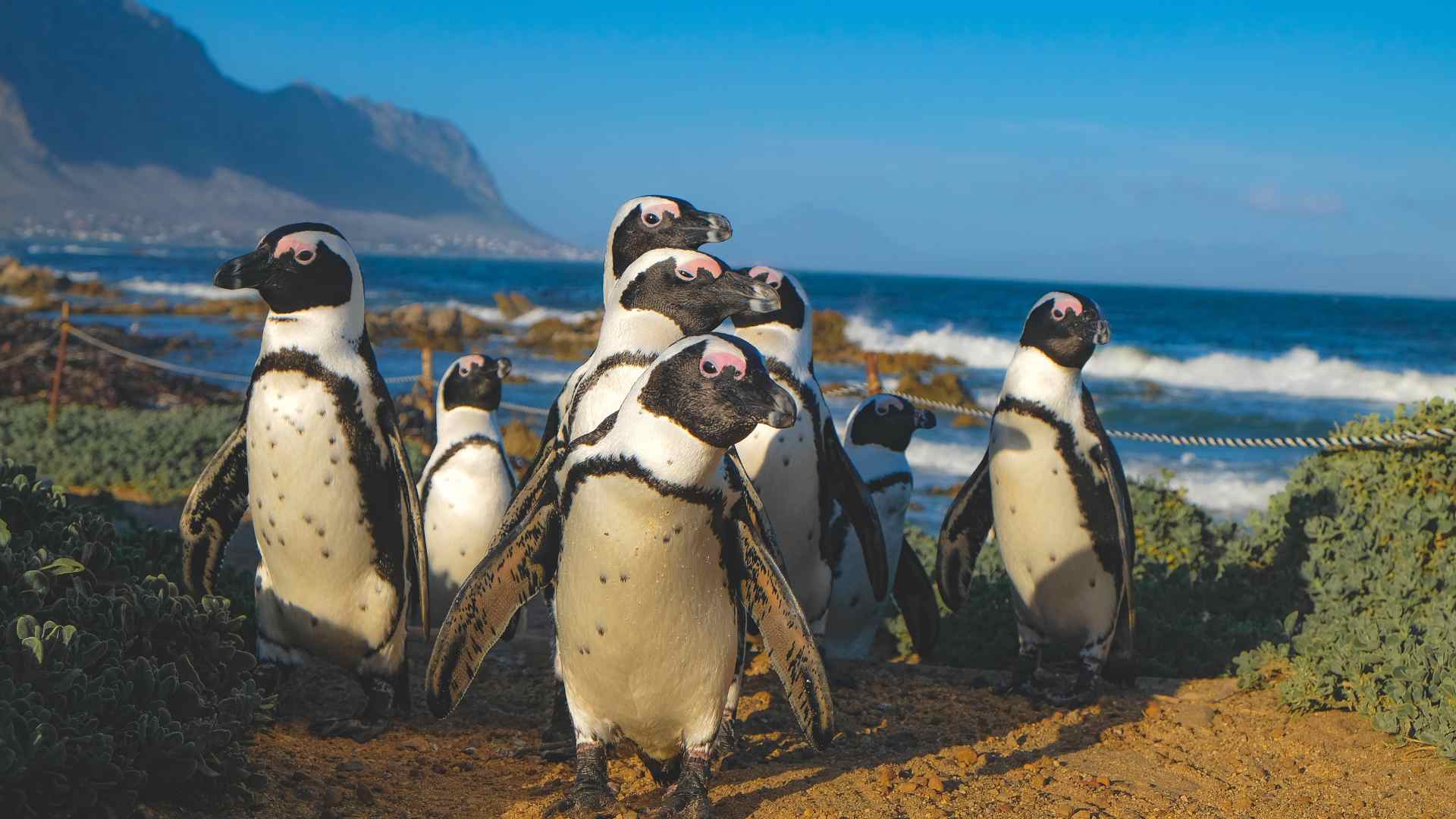 300 Animal Group Names - Collective Nouns for Wildlife