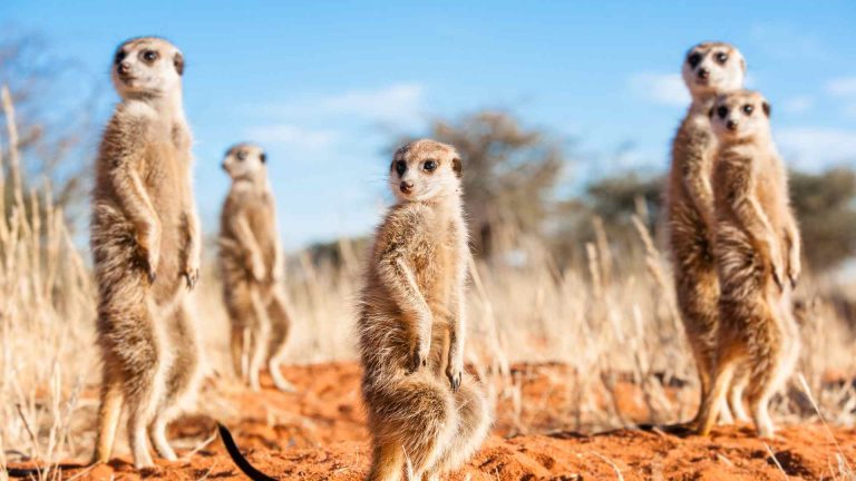 300 Animal Group Names - Collective Nouns for Wildlife