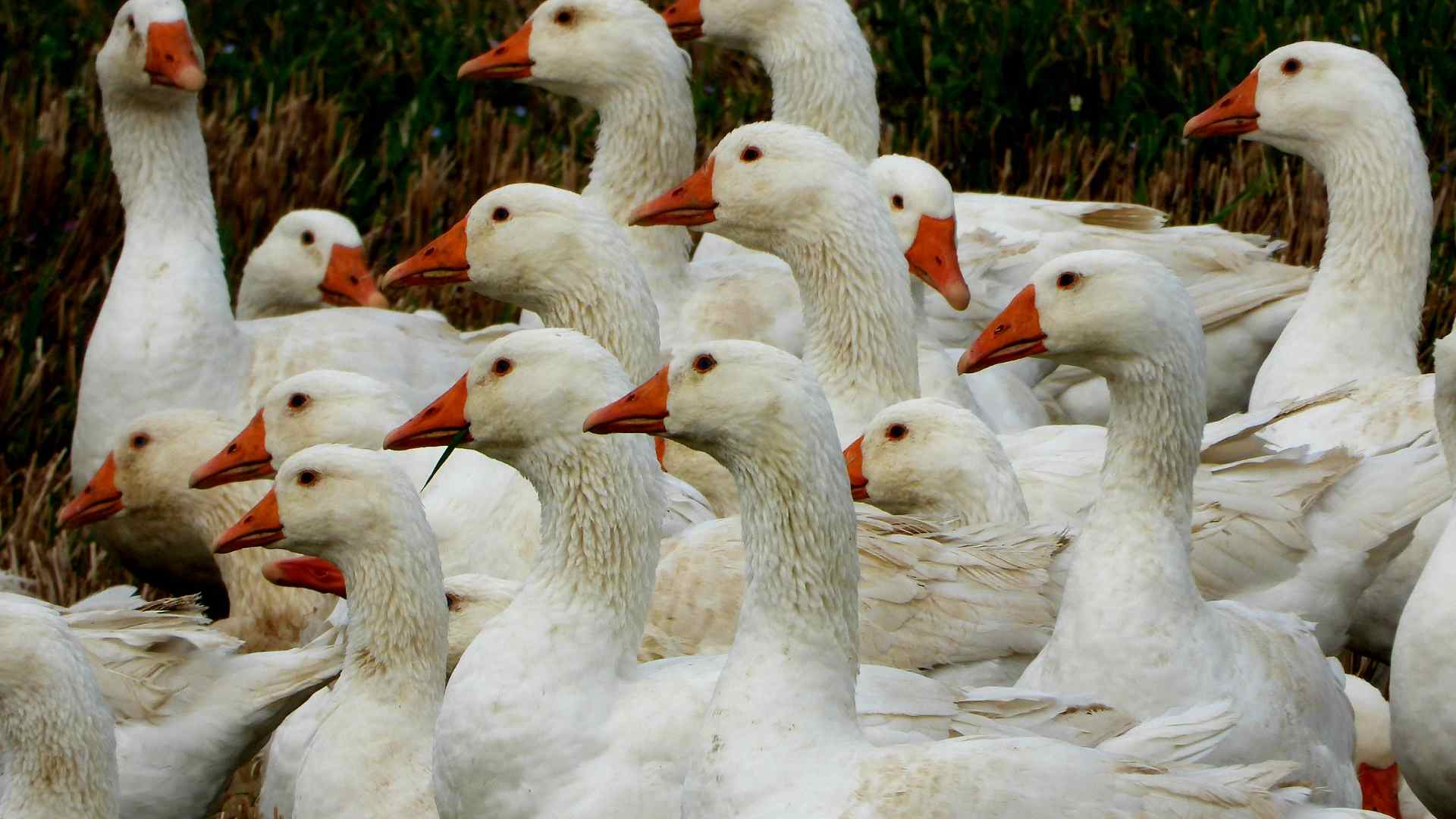 300 Animal Group Names - Collective Nouns for Wildlife