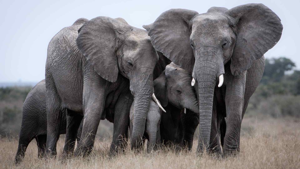 300 Animal Group Names - Collective Nouns for Wildlife