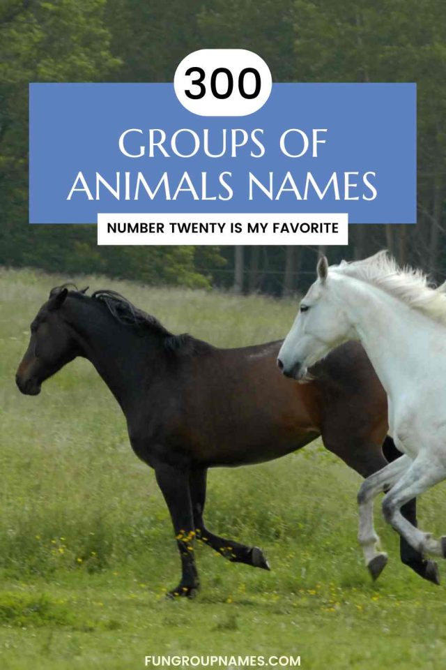 300 Animal Group Names - Collective Nouns for Wildlife