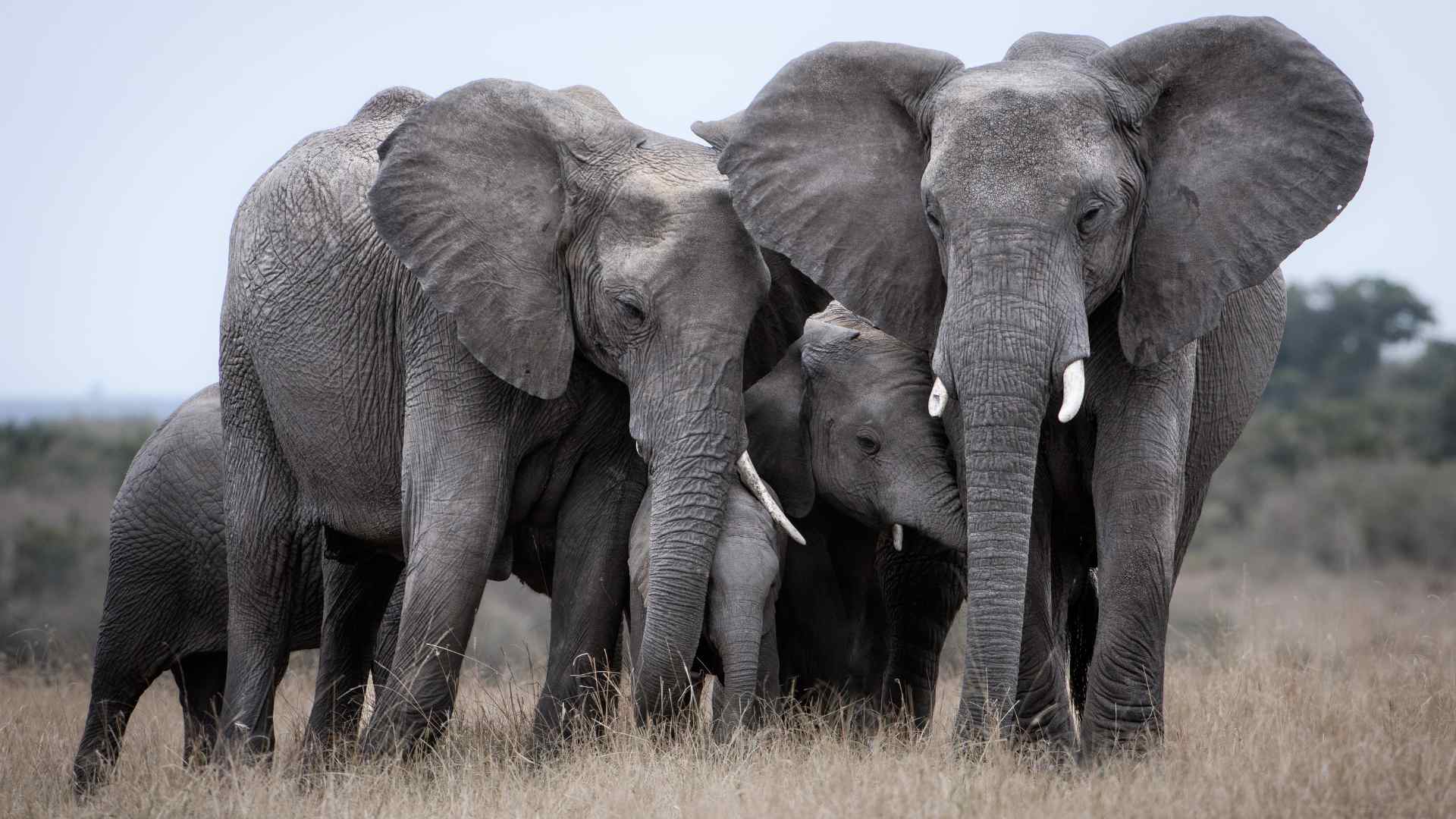 300 Animal Group Names - Collective Nouns for Wildlife