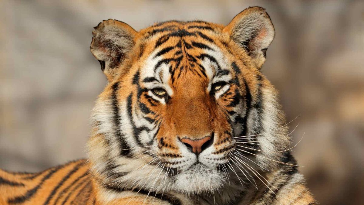 385 Creative Animal Team Names