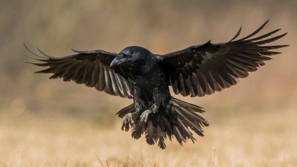 385 Creative Animal Team Names