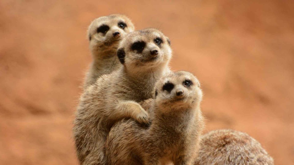 Over 115 Weird Animal Group Names