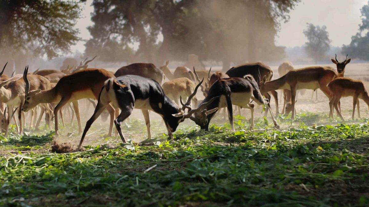 Over 115 Weird Animal Group Names