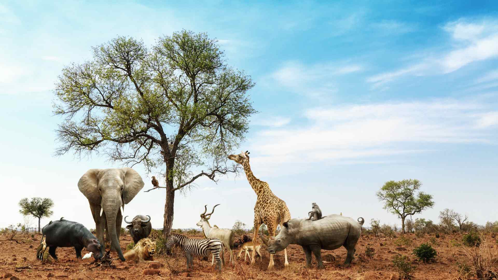 Over 115 Weird Animal Group Names