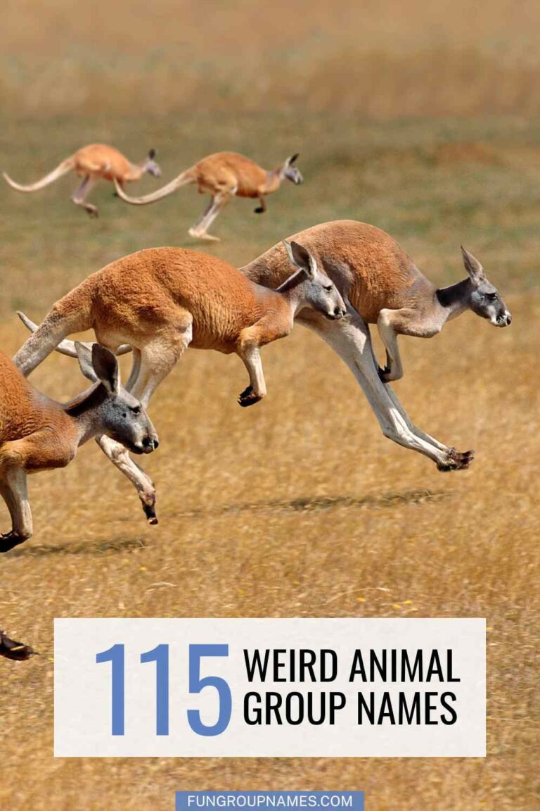 Over 115 Weird Animal Group Names